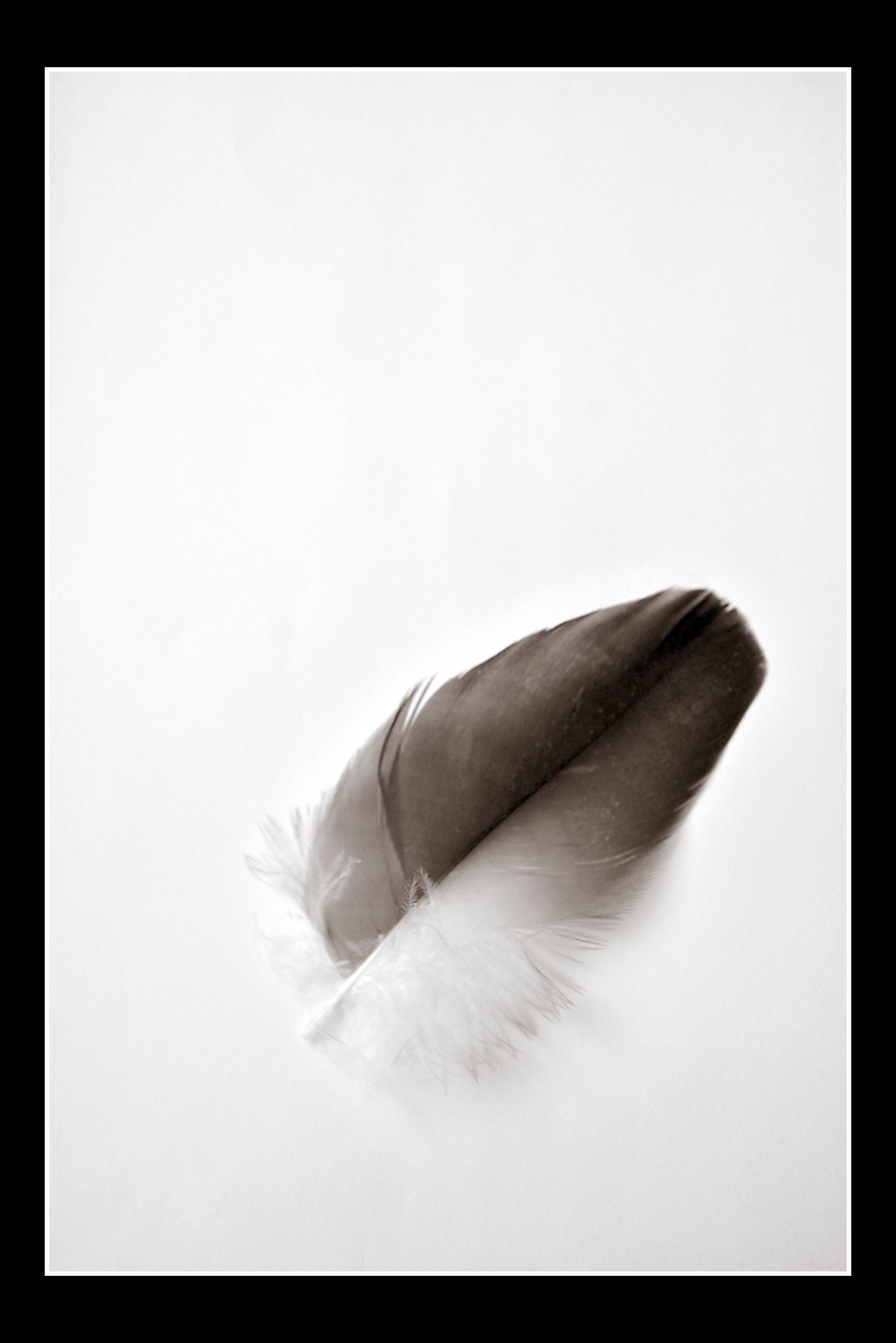 Feather Photograph Still Life Photography Minimal Feather - Etsy