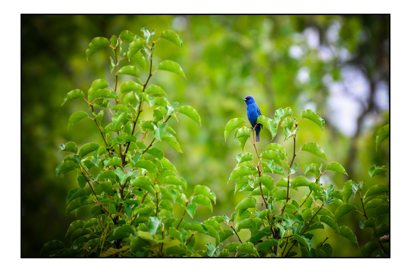 Indigo Blue Bunting Bird Photograph, Bird Photography, Blue Bird in the ...