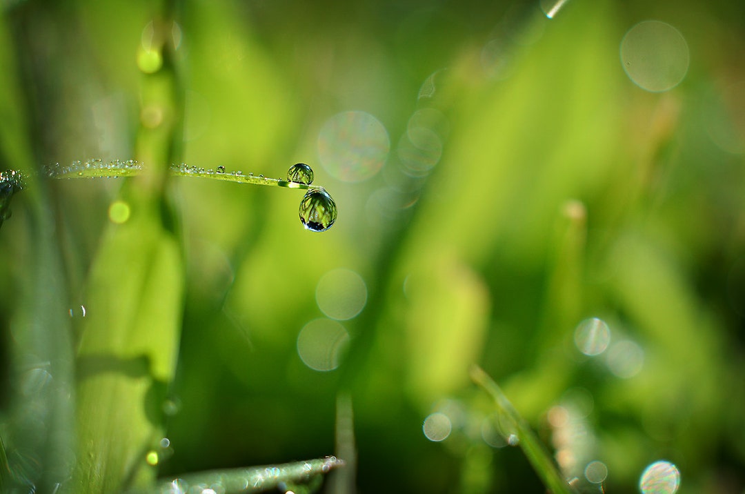 Green Grass and Dew Drops Photograph, Fine Art Dew Drop Photo Print ...