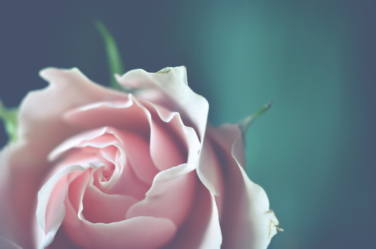 Pink Rose Flower Photograph Pink Rose Floral Photography - Etsy