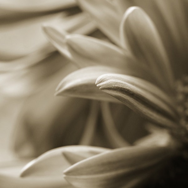 Sepia Flower - Etsy