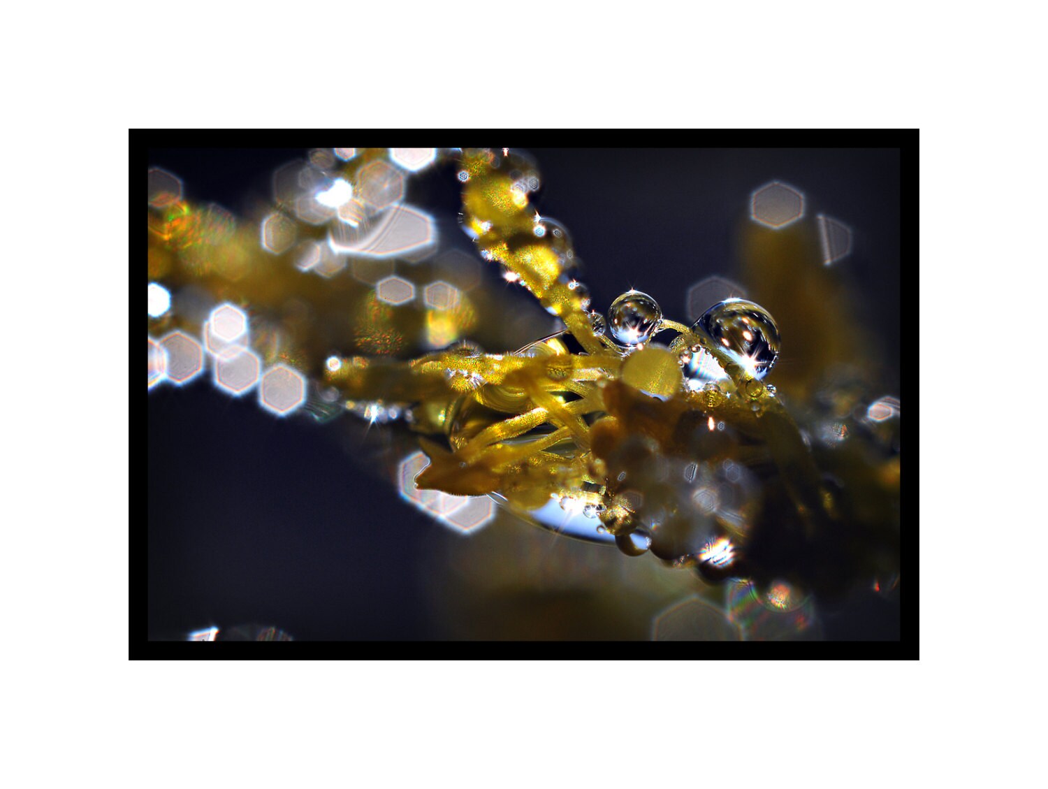 Dew Drop Macro Photography Ragweed Flower Photograph - Etsy