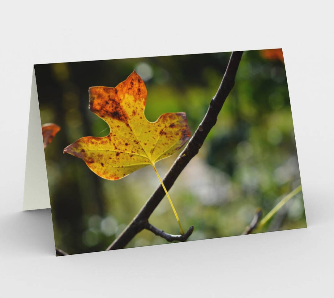 Autumn Leaf Photo Note Cards, Blank Inside, 5x7 (set of 3) - Etsy
