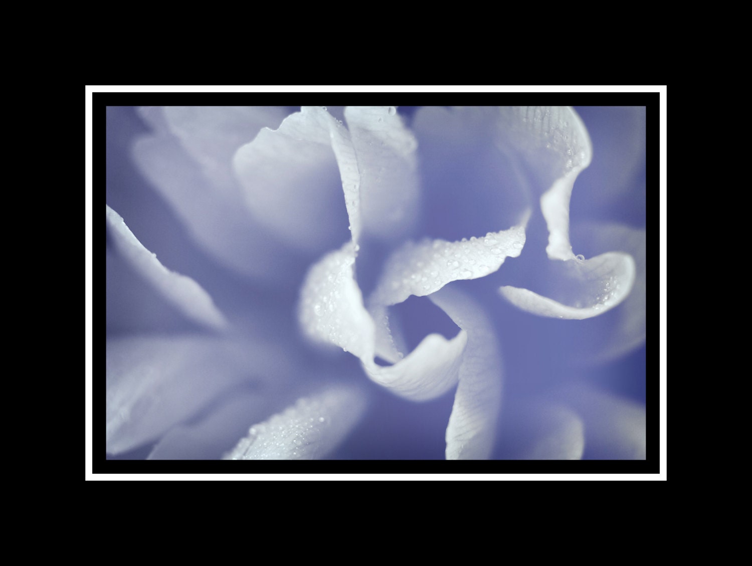 Abstract Carnation Flower Photograph, Lavender Periwinkle Blue Flower ...