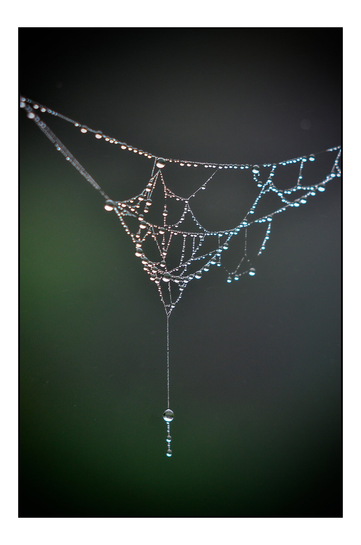 Close up Dew Drops Spider Web Photography, Macro Web Picture, Macro ...