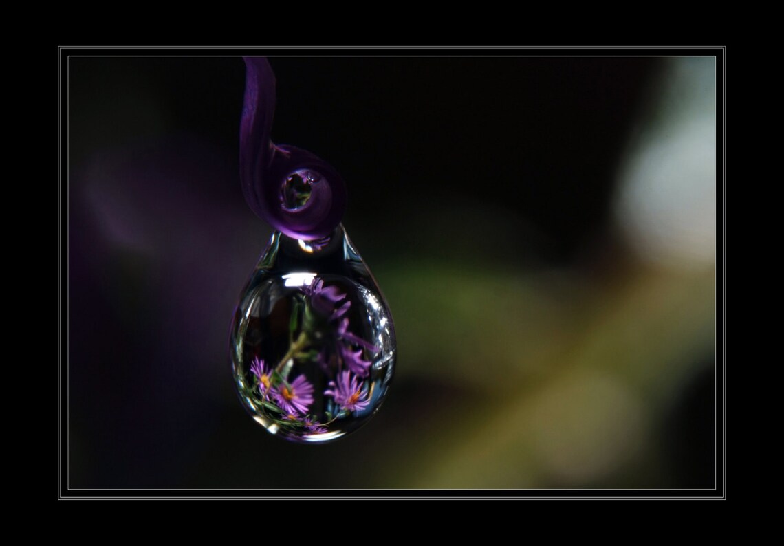 Macro Raindrop Photograph, Purple Asters Flower Reflection, Fine Art ...