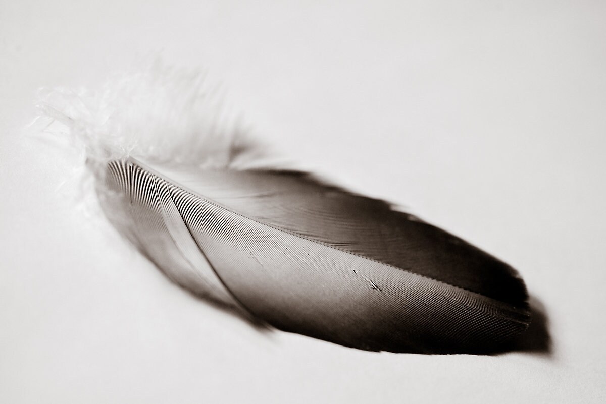 Feather Photograph, Still Life Photography, Minimal Feather Picture ...