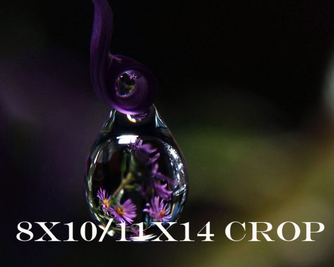 Macro Raindrop Photograph, Purple Asters Flower Reflection, Fine Art ...