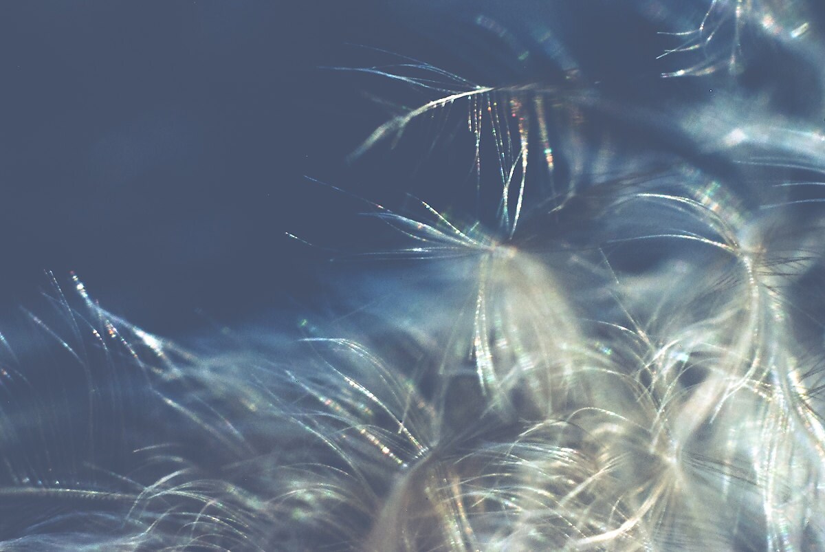 Ethereal Feather Photography, Still Life Photograph, Fine Art Nesting ...