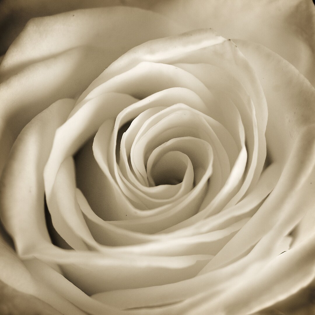 Sepia Rose Flower Photograph, Floral Photography, Close up Fine Art ...
