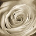 Sepia Rose Flower Photograph, Floral Photography, Close up Fine Art ...