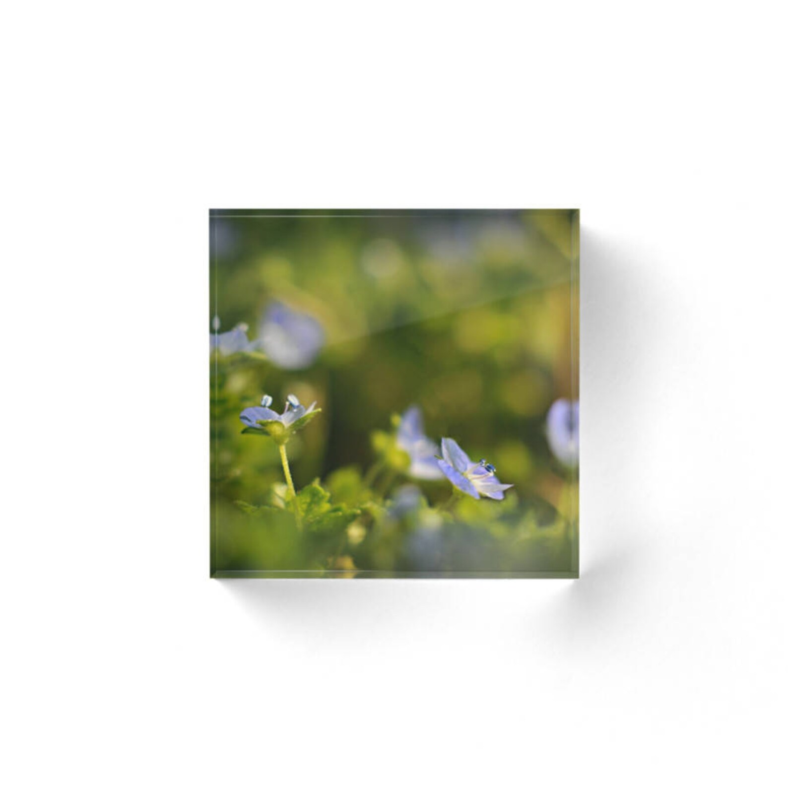 Blue Flowers in Clover Acrylic Photo Block, Blue Floral Shelf Sitter ...