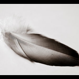 Feather Photograph, Still Life Photography, Minimal Feather Picture ...
