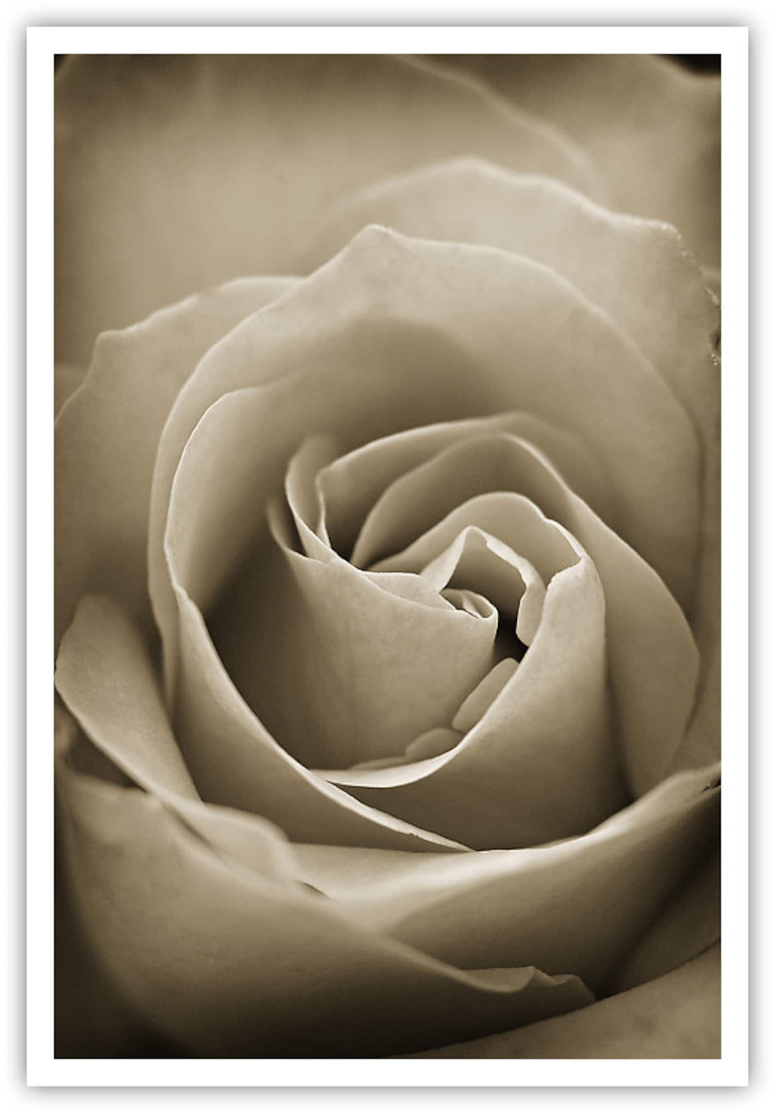 Sepia Rose Photograph Romantic Flower Botanical Photography - Etsy