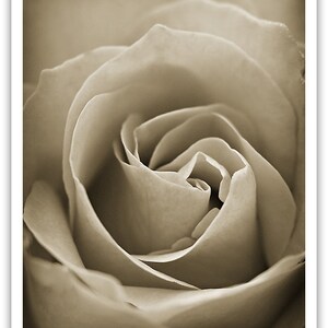 Sepia Rose Photograph, Romantic Flower Botanical Photography ...