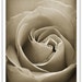 Sepia Rose Photograph Romantic Flower Botanical Photography - Etsy