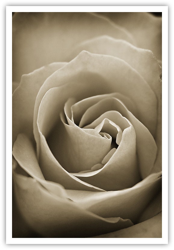 Sepia Rose Photograph Romantic Flower Botanical Photography - Etsy