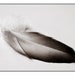 Feather Photograph, Still Life Photography, Minimal Feather Picture ...