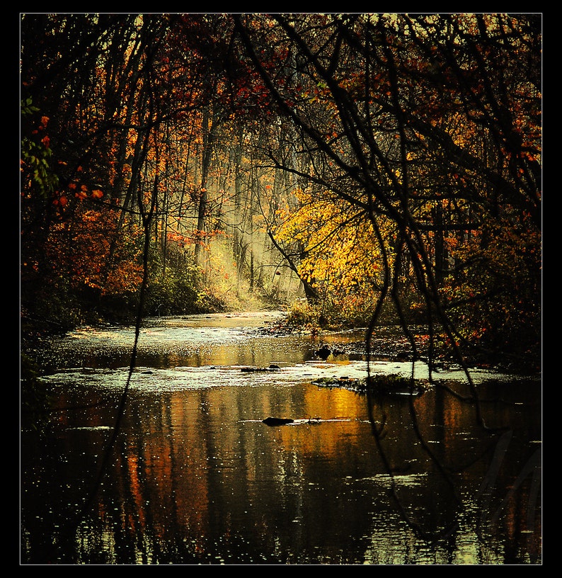Dark Gothic Landscape Photograph, Autumn Woods Photo, Fine Art Nature ...