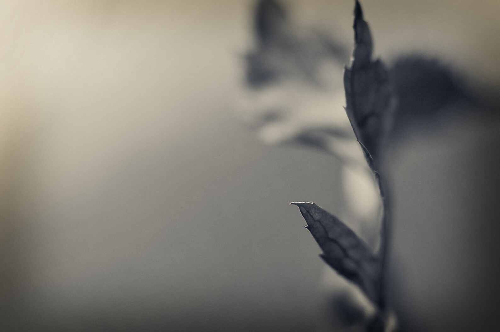 Blue Gray Autumn Leaf Photograph Simple Nature Photography - Etsy