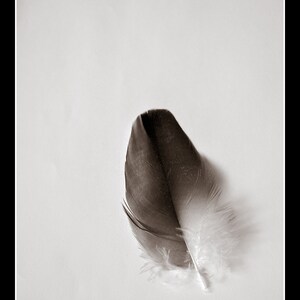 Feather Photograph, Still Life Photography, Minimal Feather Picture ...