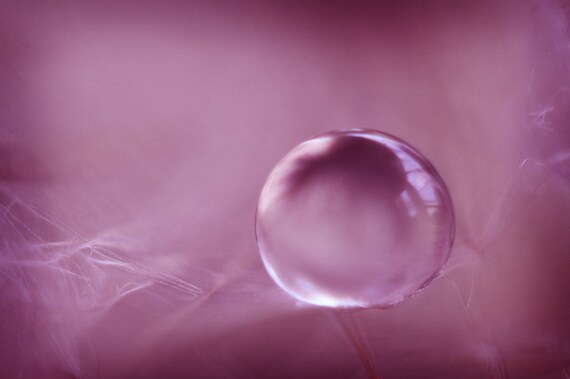 Macro Dew Drop Photograph Three print Set Nature Wall Art | Etsy