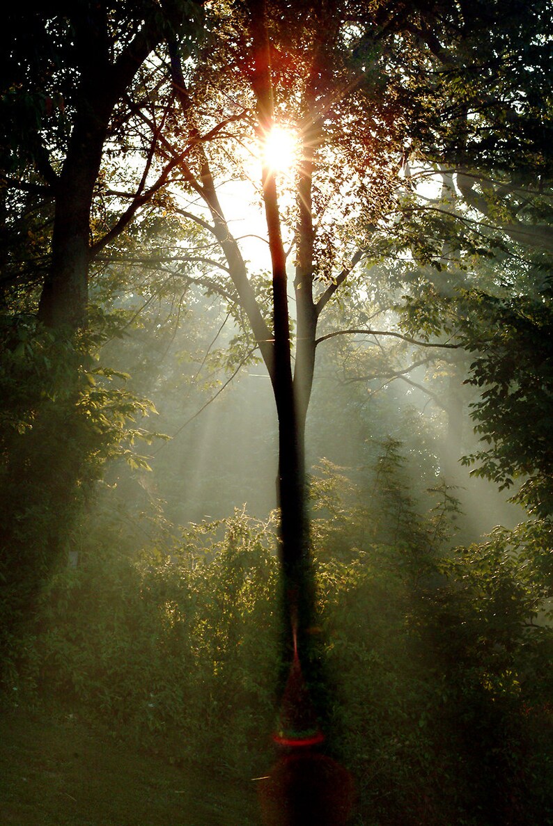 Tree Photograph Ethereal Tree of Life With Sun Rays Shining - Etsy