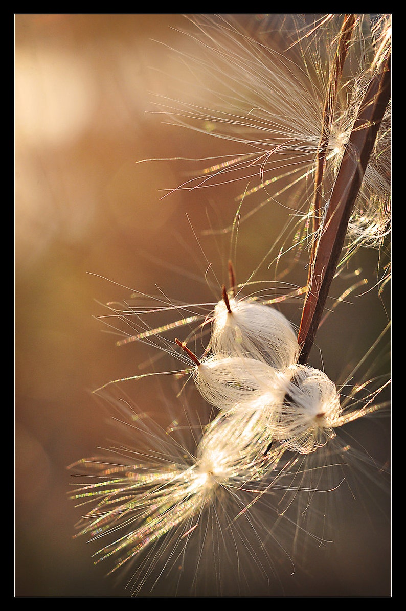 Wispy Milkweed Photograph, Ethereal Wishing Seed Photography, Fine Art ...
