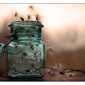 Conceptual Photograph, Sepia & Blue Photo Print, Milkweed Seed ...
