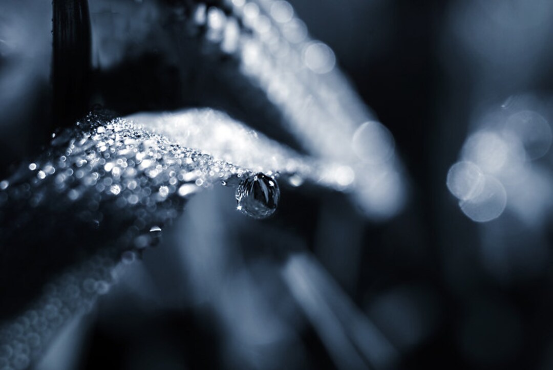 Gothic Blue Water Drop Photograph, Macro Dew Drop Nature Photography ...