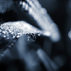 Gothic Blue Water Drop Photograph, Macro Dew Drop Nature Photography ...