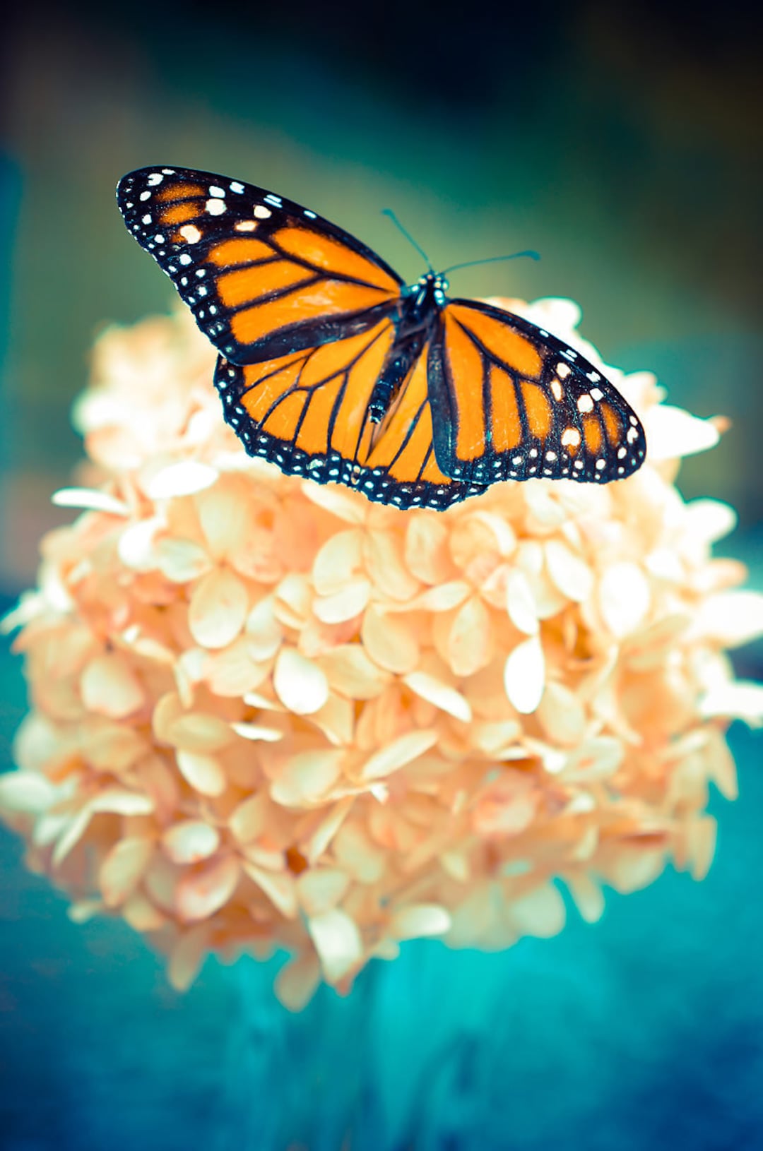 Butterfly Photography, Monarch Photograph, Butterfly Perched on an ...