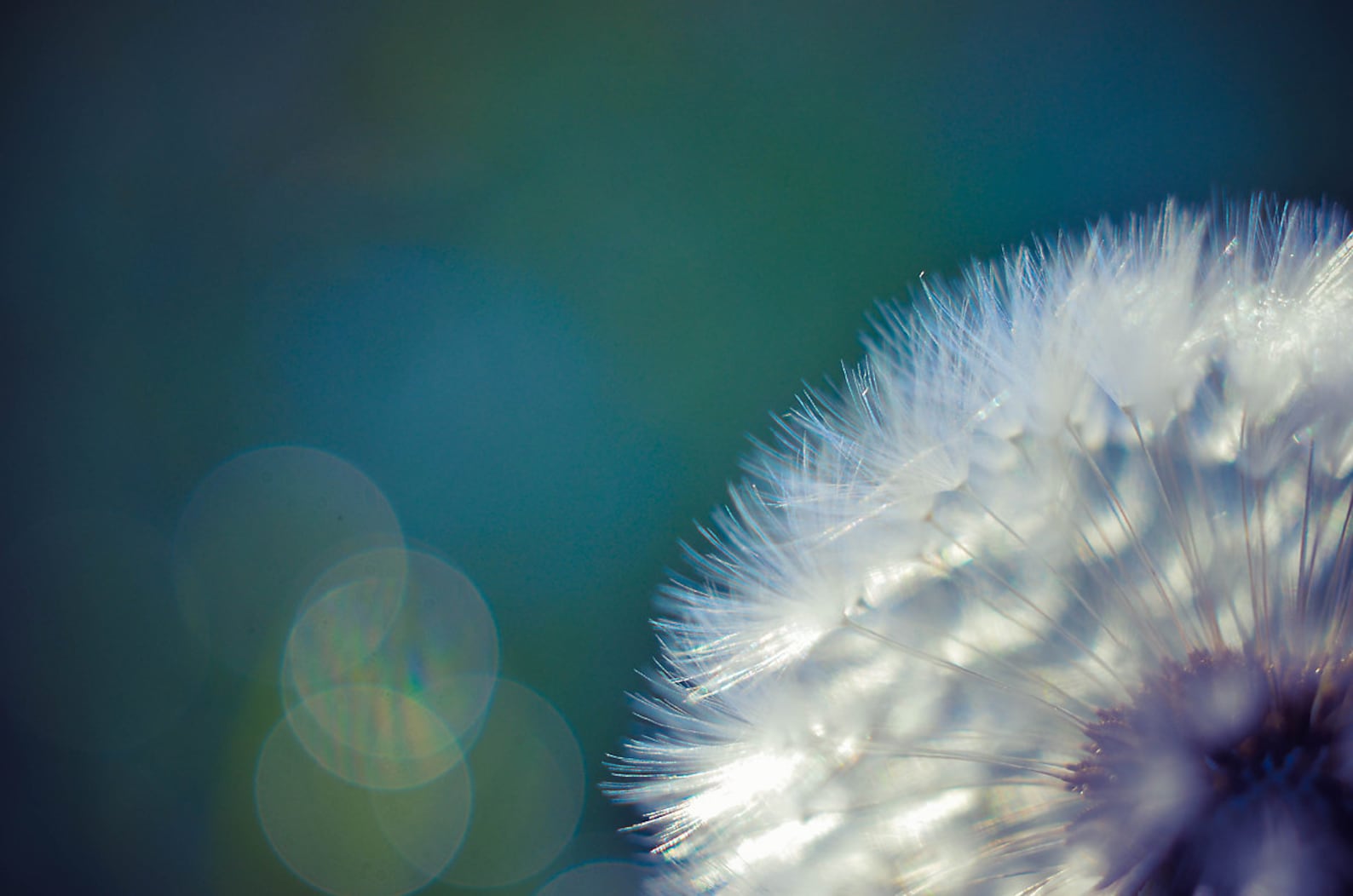 Dandelion Photograph, Teal Bokeh Macro Print, Nature Wall Art - Etsy