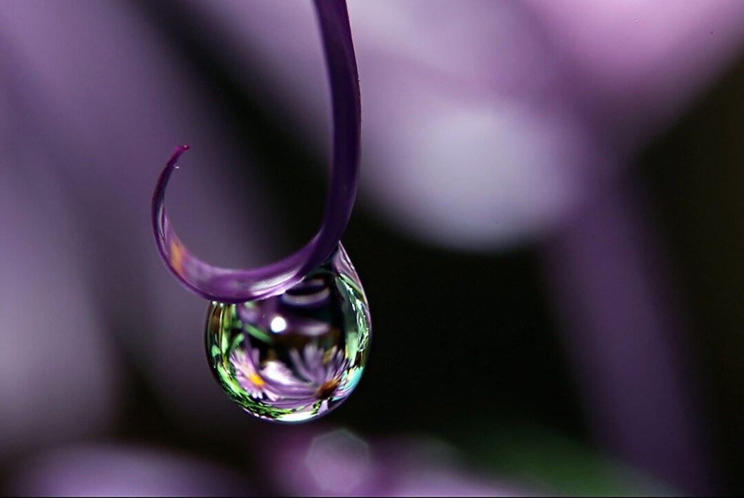 Purple Water Drop Photograph, Fine Art Macro Photography, Rain Drop and ...