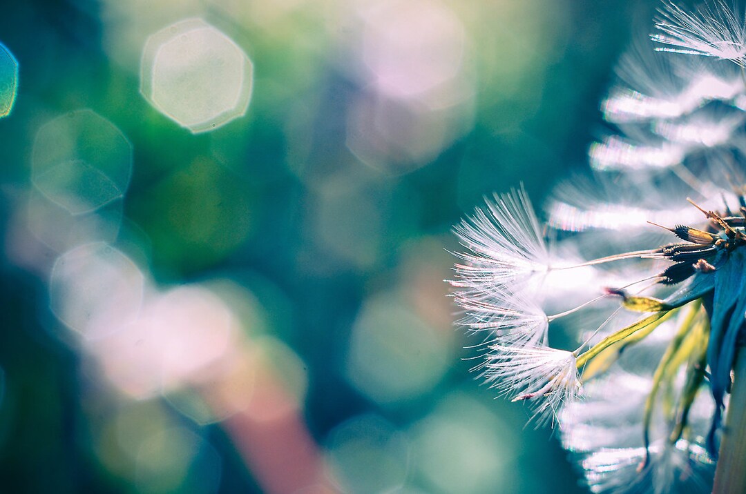 Dandelion Photograph, Teal Macro Photo Home Decor, Wishing Seed Picture ...