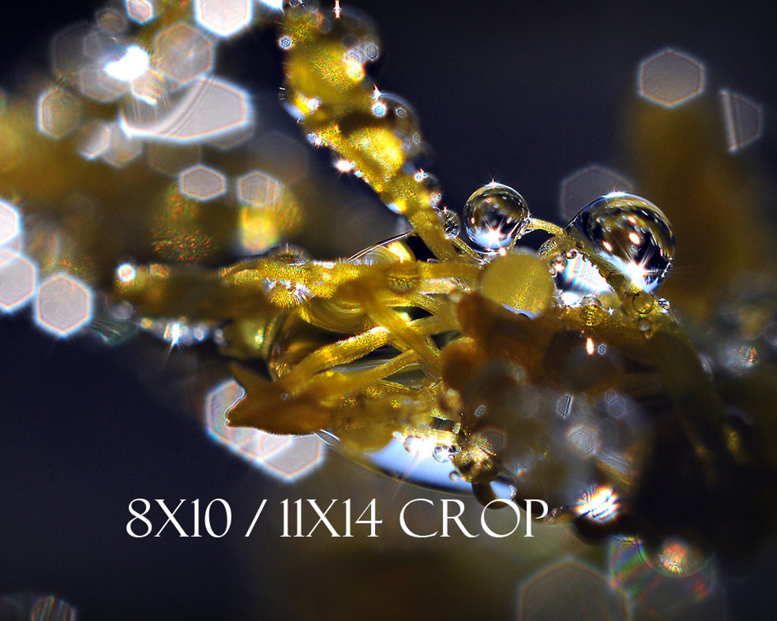 Dew Drop Macro Photography Ragweed Flower Photograph - Etsy