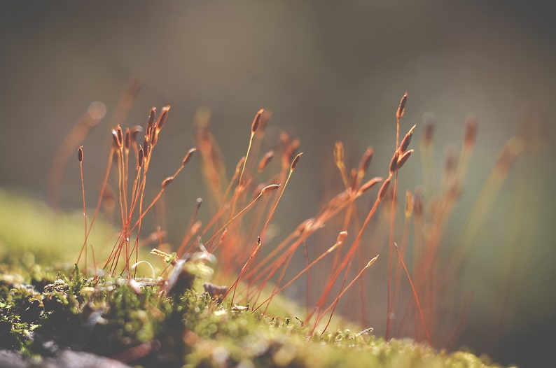 Macro Moss Photograph, Burnt Orange Three Print Set, Ethereal Nature ...