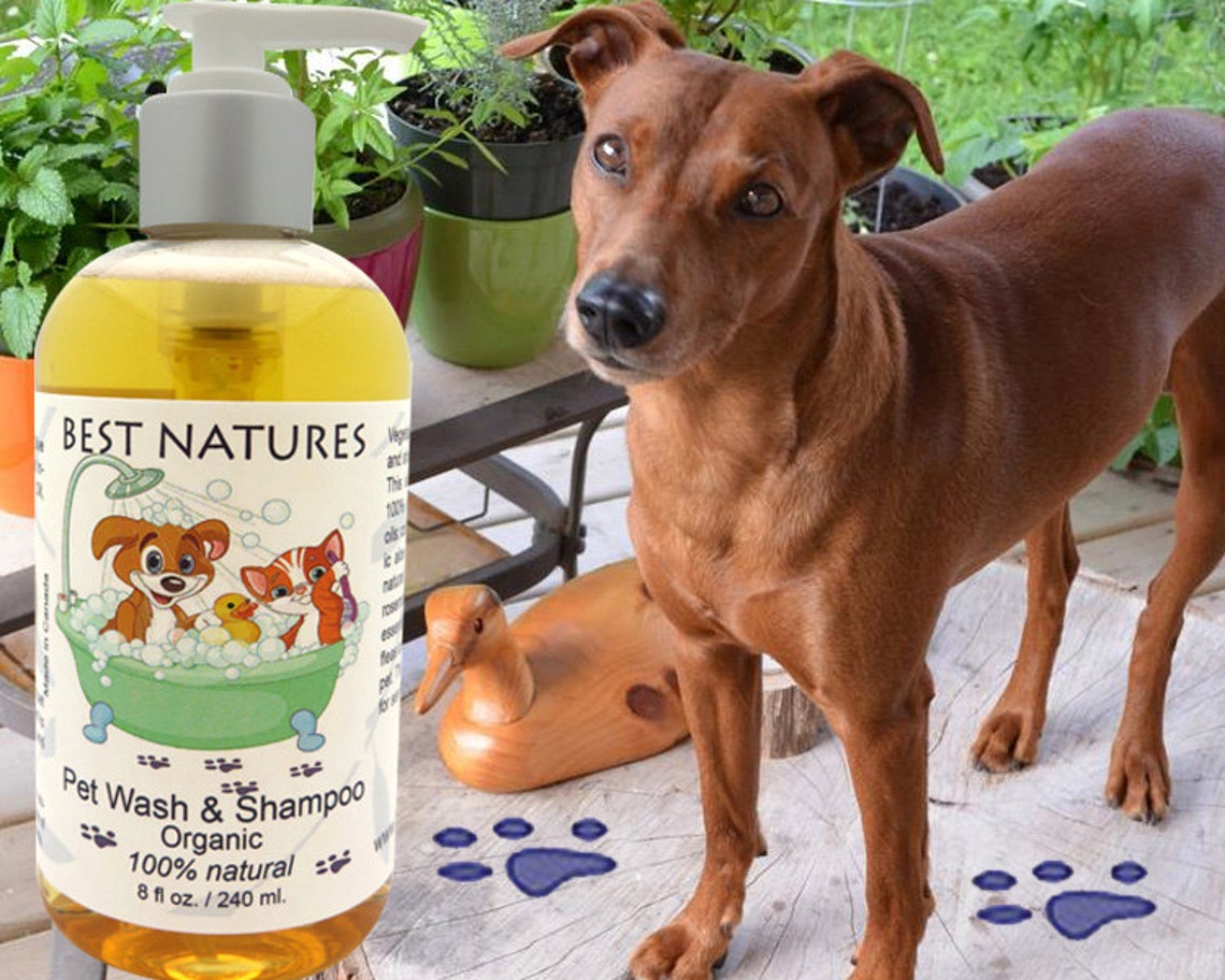 Organic Pet Wash and Shampoo for Our Furry Friends dogs - Etsy
