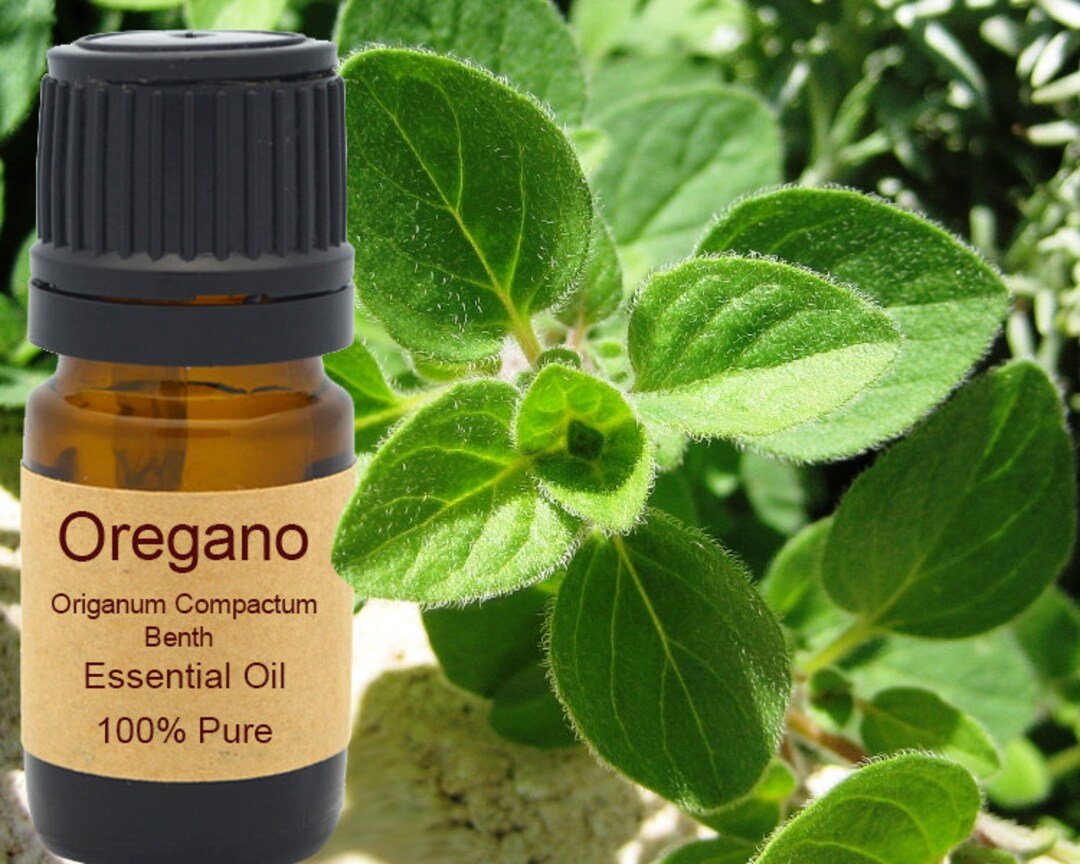 Oregano Essential Oil Organic 5ml, 10 Ml or 15 Ml - Etsy
