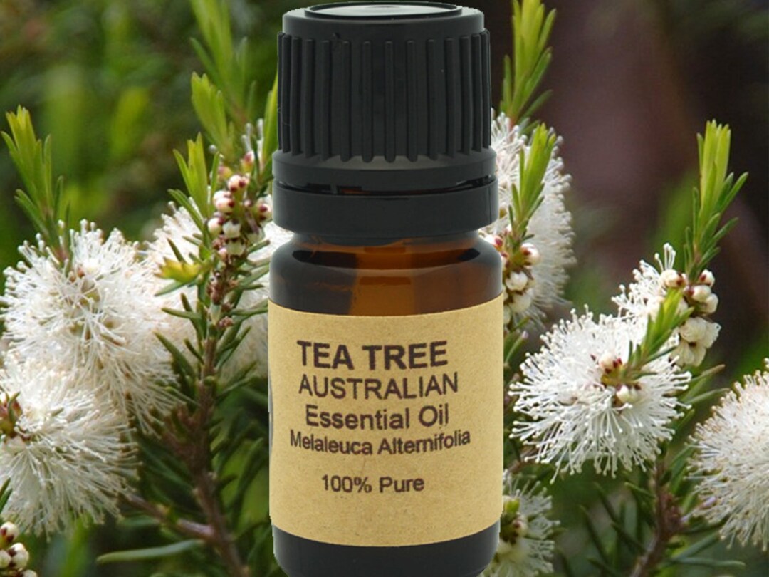 Australian Tea Tree Essential Oil: Organically Grown, Steam Distilled ...
