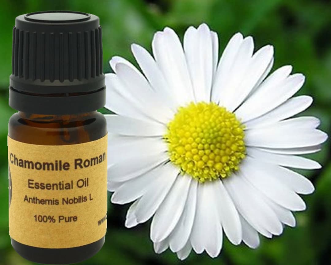 Chamomile Roman Essential Oil 5ml, 10 Ml or 15 Ml - Etsy
