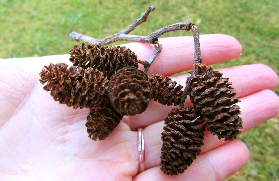 Alder Cone- 50 Pieces Mini Pinecones - Etsy