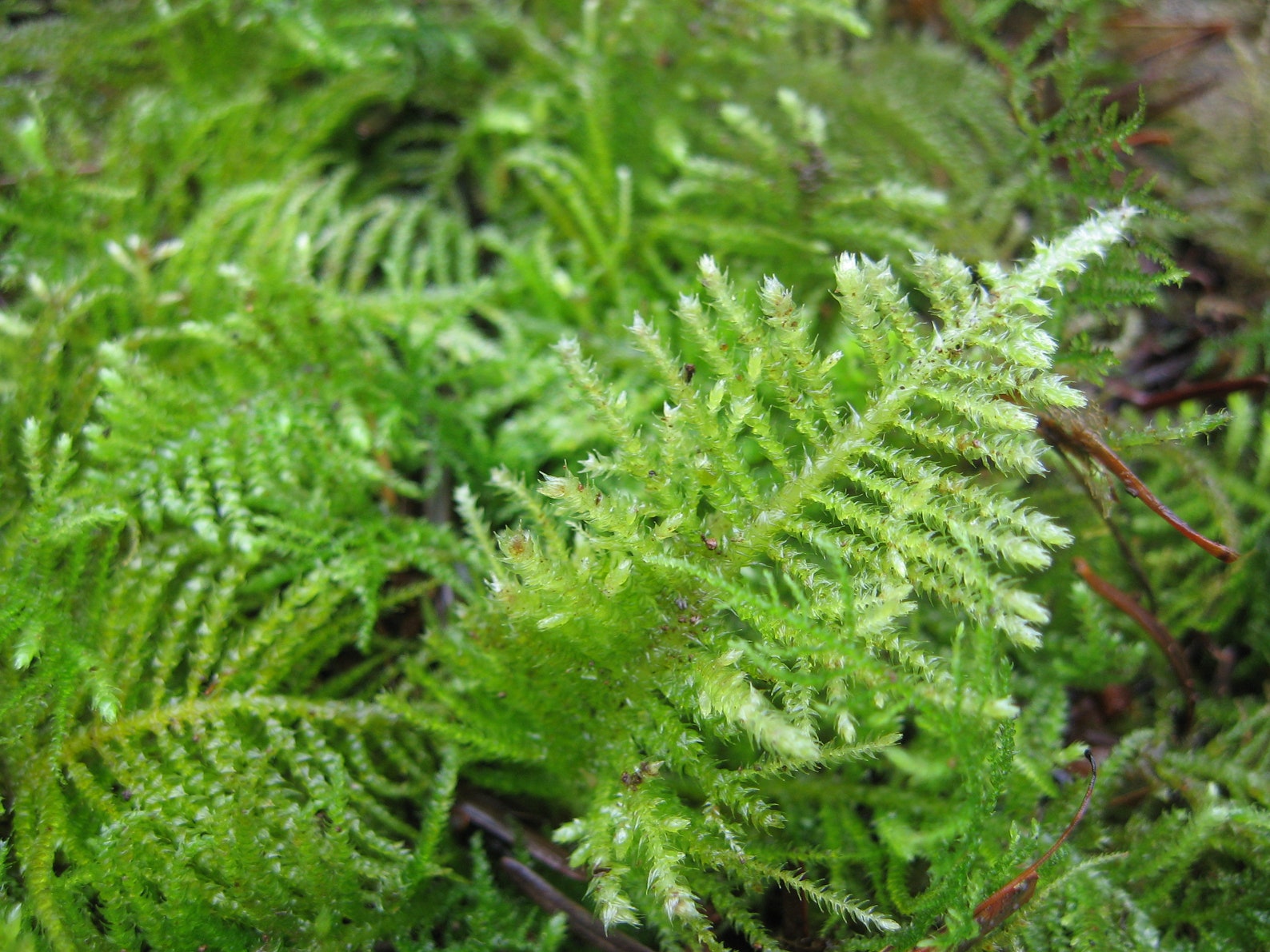 Moss Feather 1-quart Bag Live Moss Fresh Moss Beautiful Green - Etsy