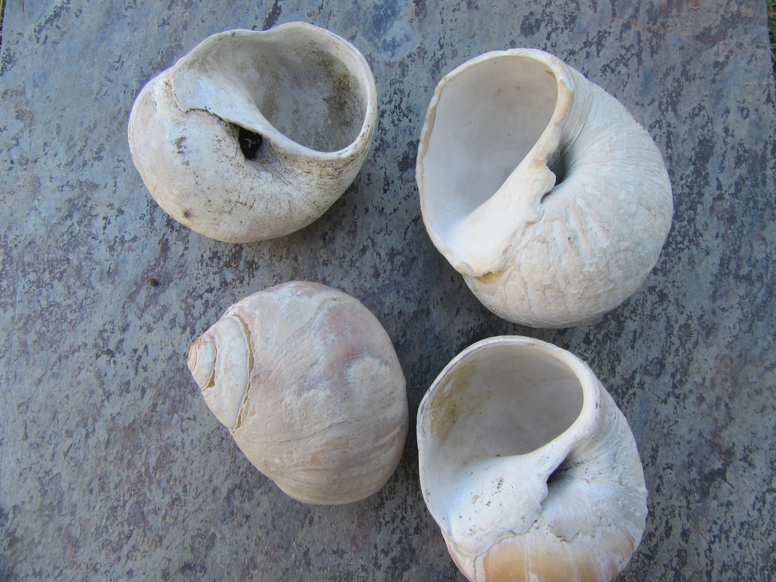 1 Snail Shell Large Pacific Moon Snail Shells Planter - Etsy