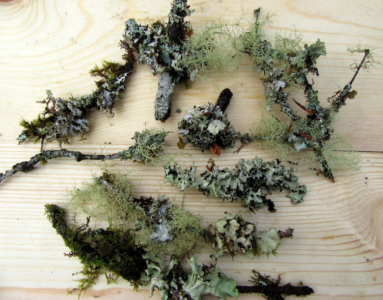 Mini Lichen Branches 1-gallon Bag - Etsy