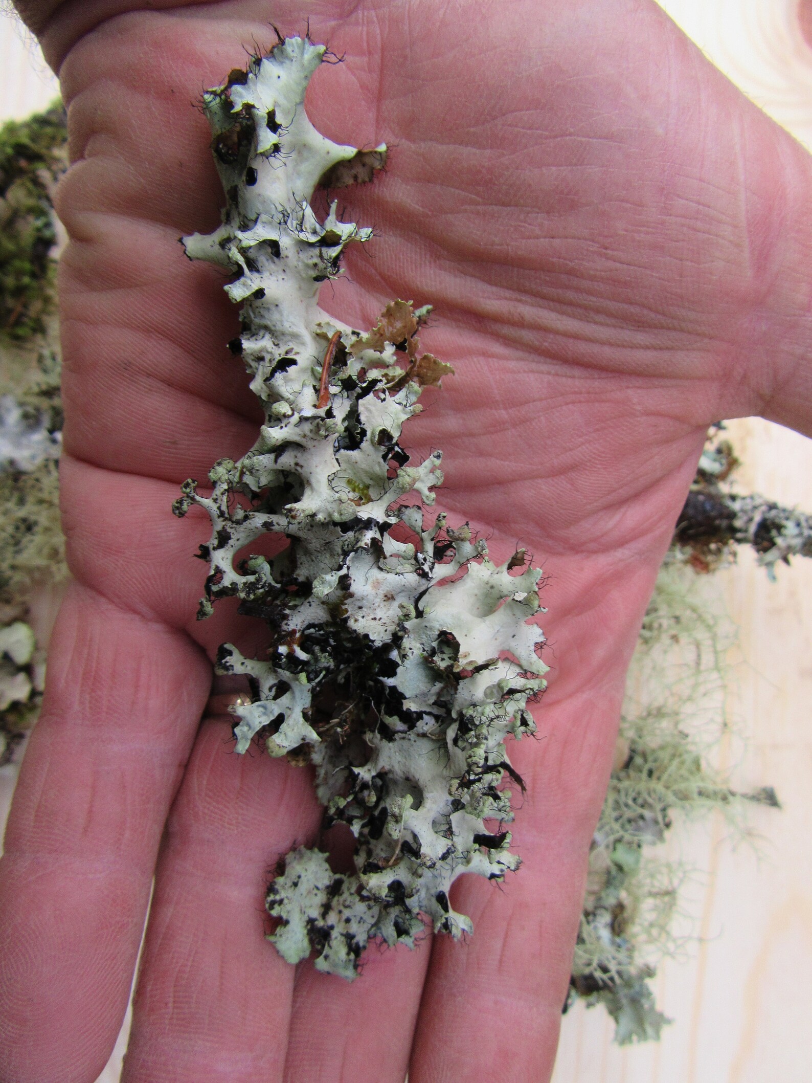 Mini Lichen Branches 1-gallon Bag - Etsy