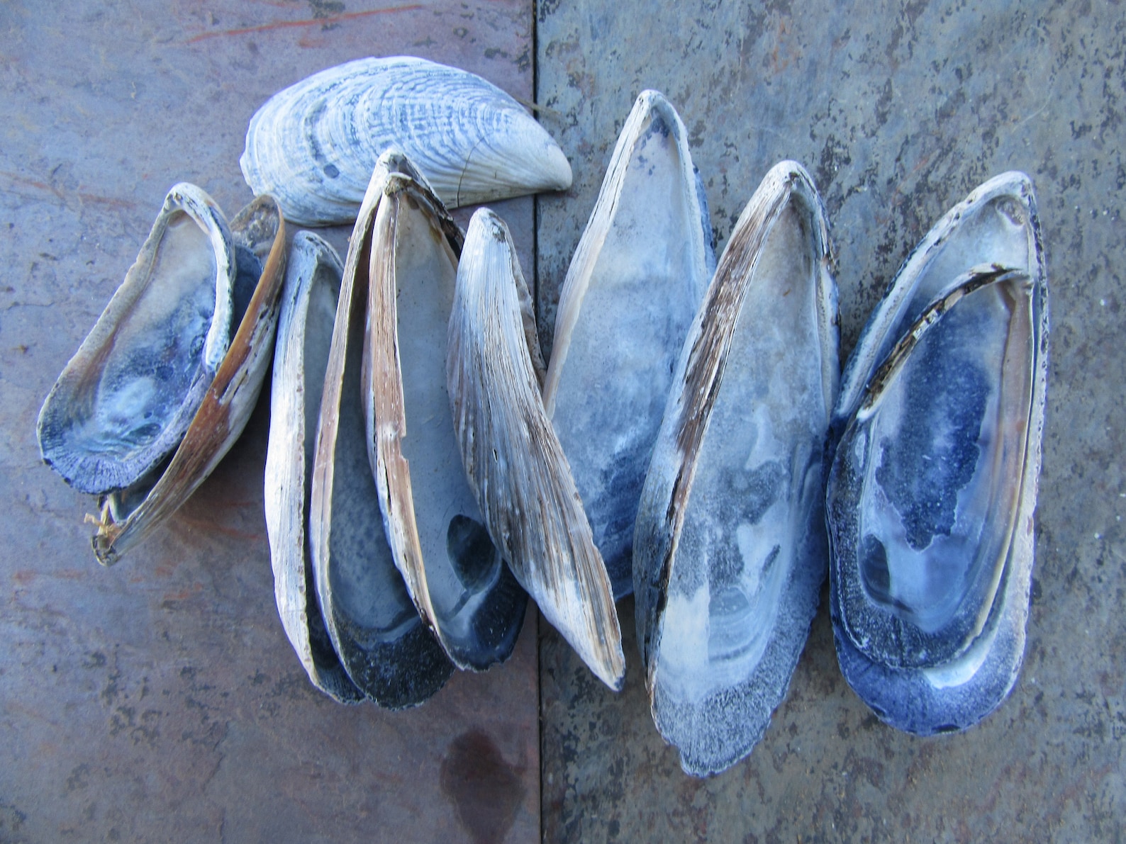 10 Single Mussel Shells 4 to 6 inches long seashell sea | Etsy