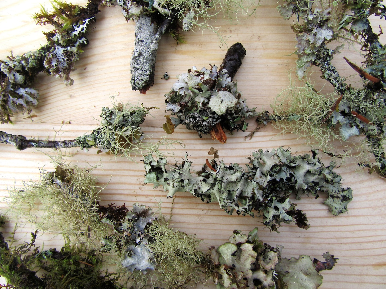 Mini Lichen Branches 1-gallon Bag - Etsy