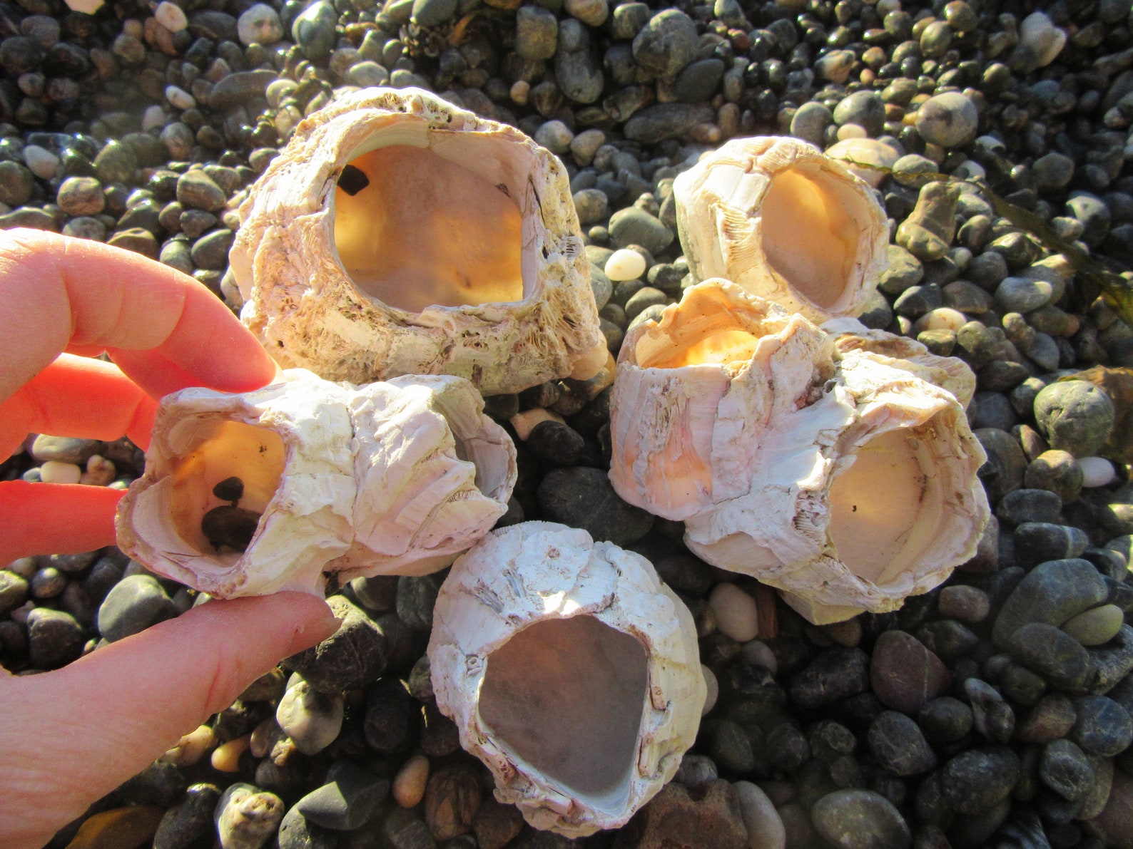 5 Double Barnacles Planter Without Plants Shell Natural - Etsy