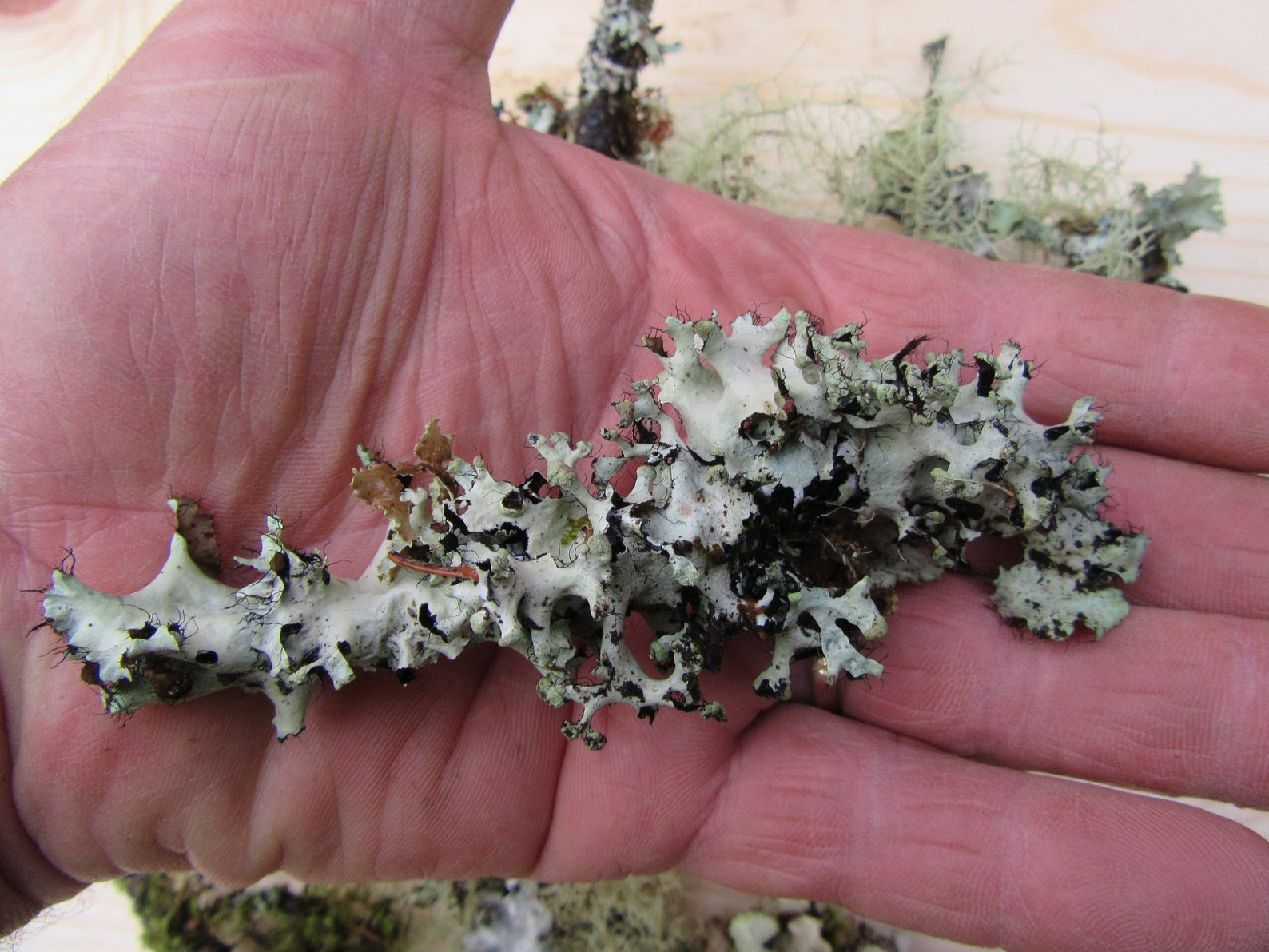 Mini Lichen Branches 1-gallon Bag - Etsy